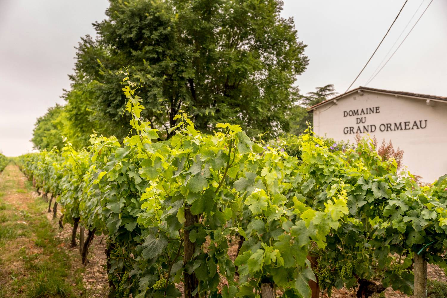 Domaine Du Grand Ormeau ⭐️ Avis, Tarifs 2025