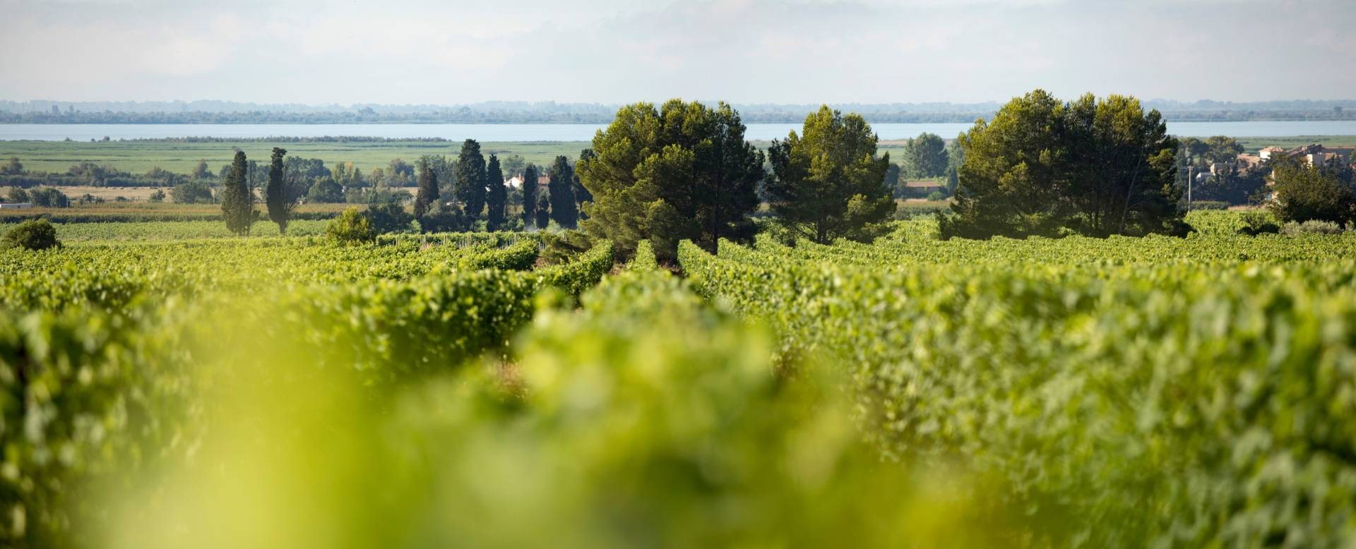 Château Beaubois ⭐️ Tour, Reviews, Price - 2025