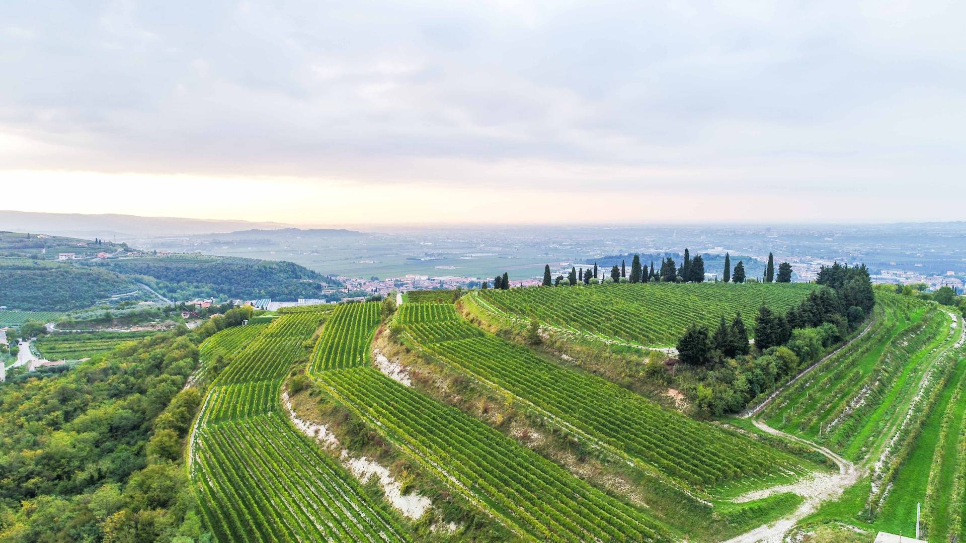 Allegrini Tour & Tasting 2026 ⭐️ Book your Visit Now!