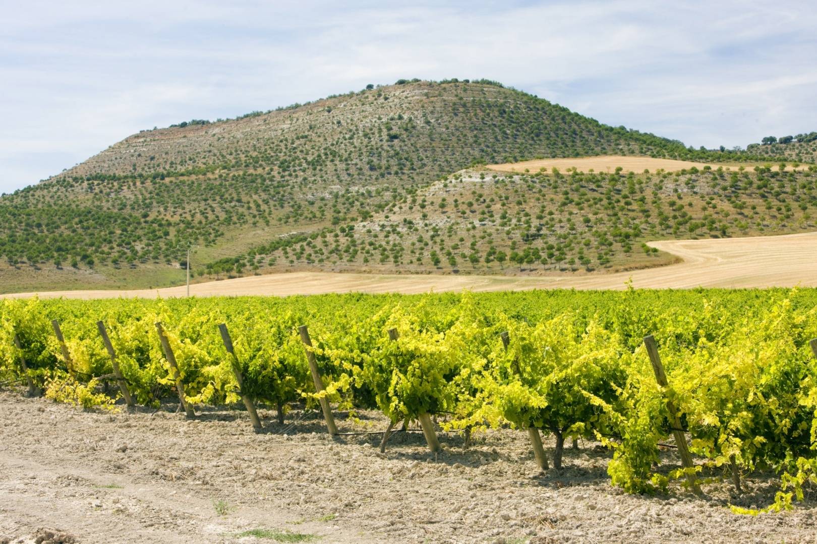 Castela e Leão ⭐️ MELHORES Visitas Vinícolas e Degustações Vinhos 2026