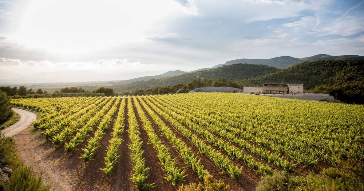 Best Cava wineries to visit in 2025 | Winalist