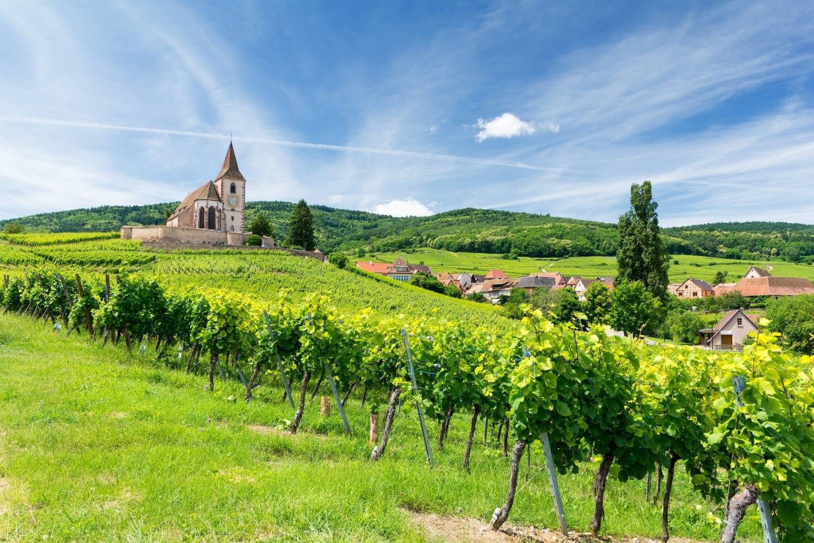 Elsass ⭐️ Beste Weintouren und Verkostungen 2024