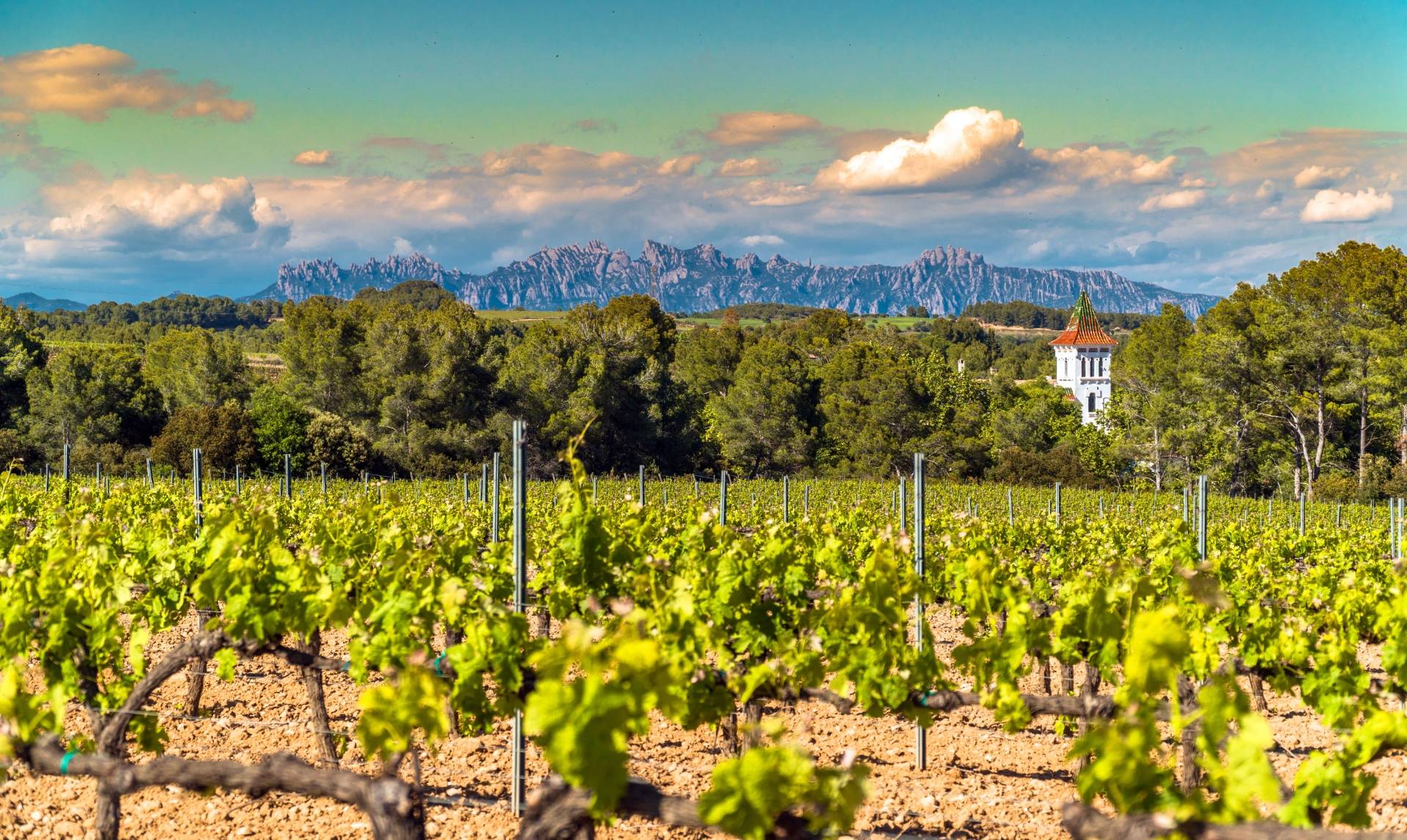Cataluña ⭐️ MEJORES Visitas Bodegas y Catas de Vino 2025