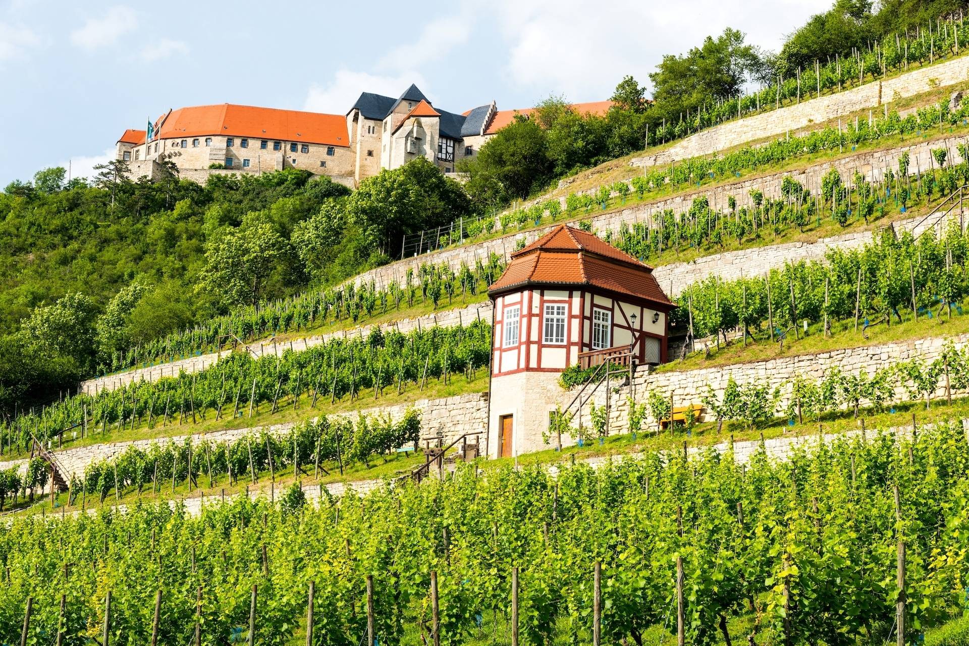 Saale-Unstrut Wine tours & Tastings ⭐️ Best Wineries 2025