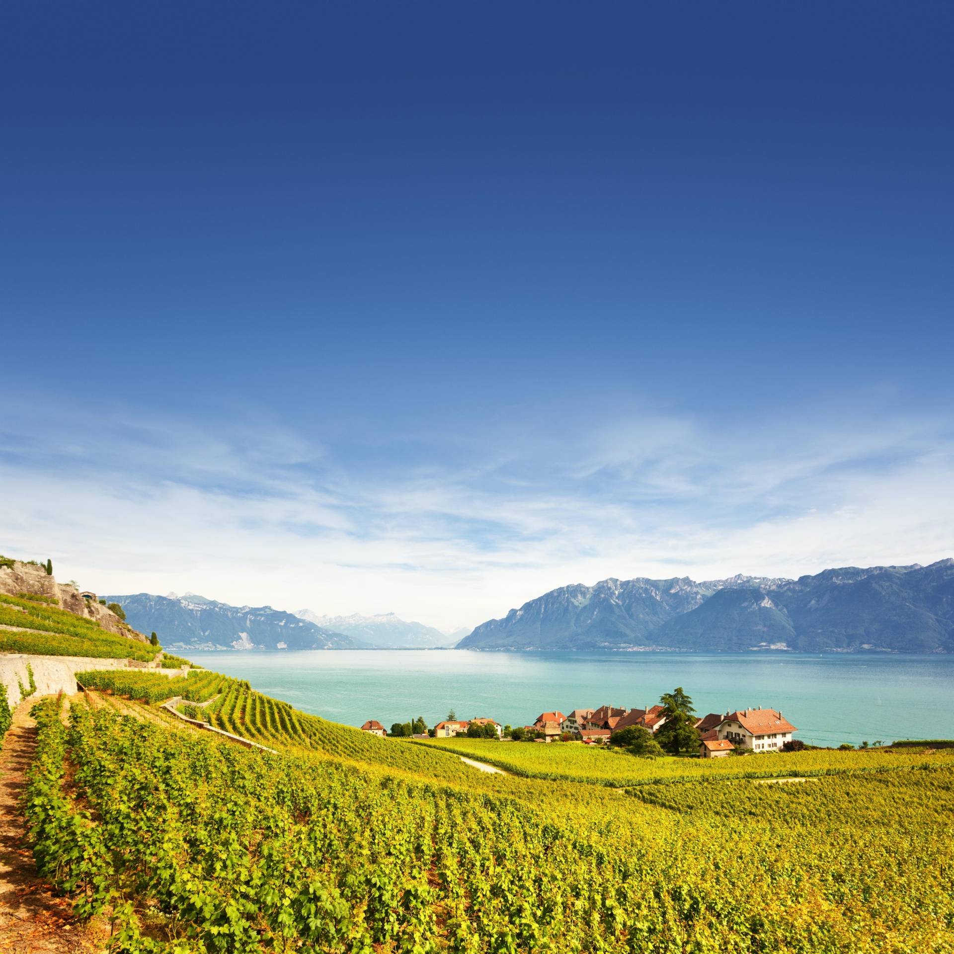 Visites Caves Vaud ⭐️ TOP Dégustations Vin 2026