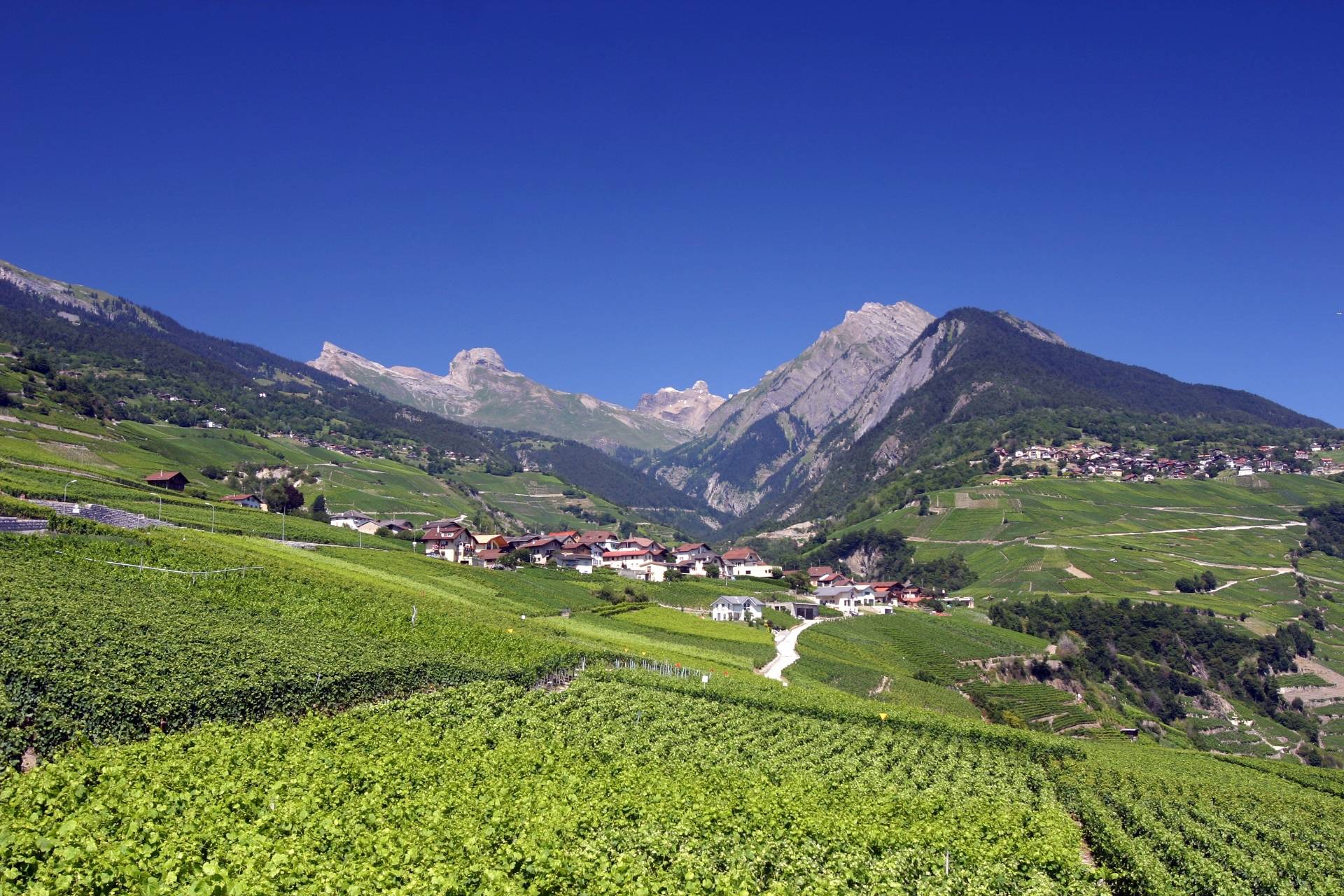 Valais Wine tours & Tastings ⭐️ Best Wineries 2026