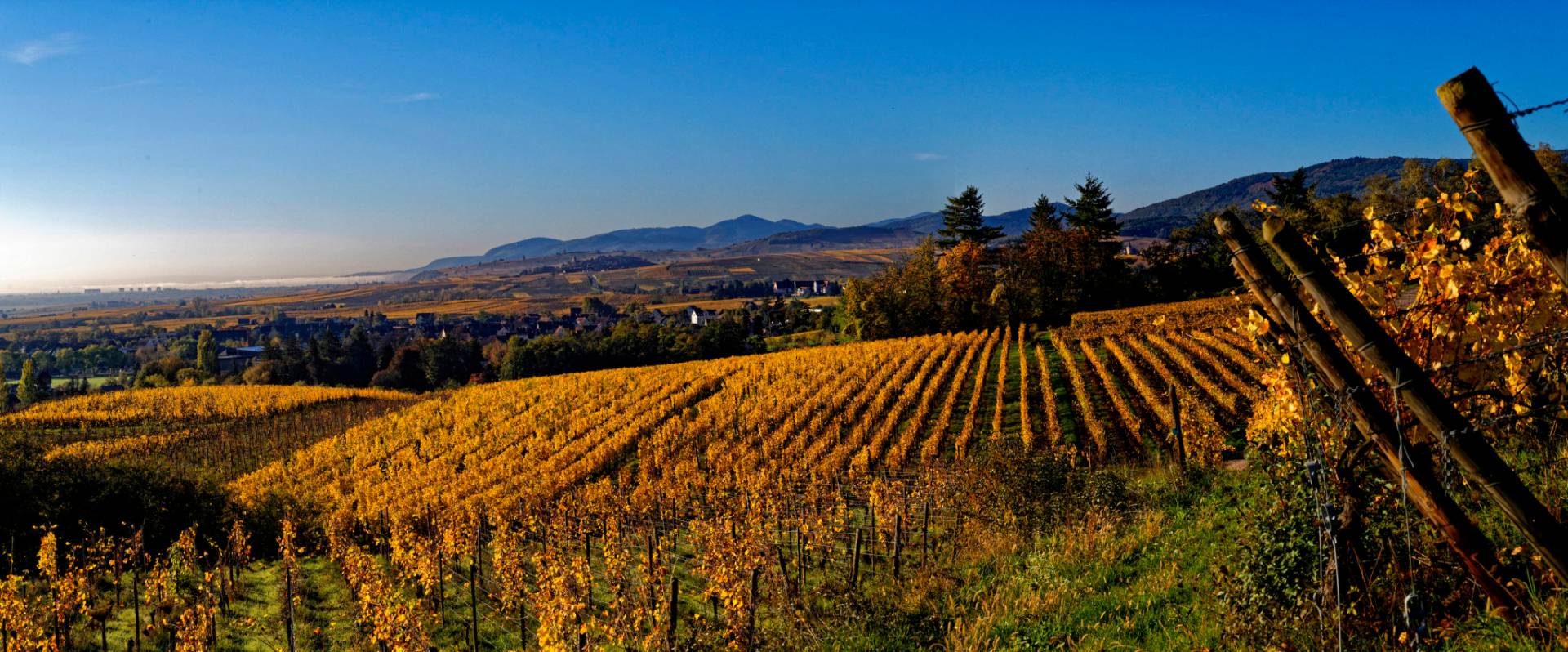 Domaine Louis Sipp ⭐️ Avis, Tarifs 2025